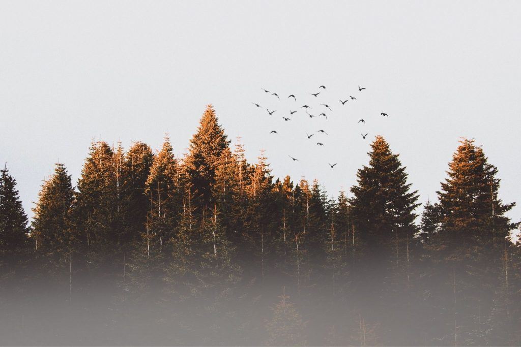 Subtle shifts - Blue Jay of Happiness